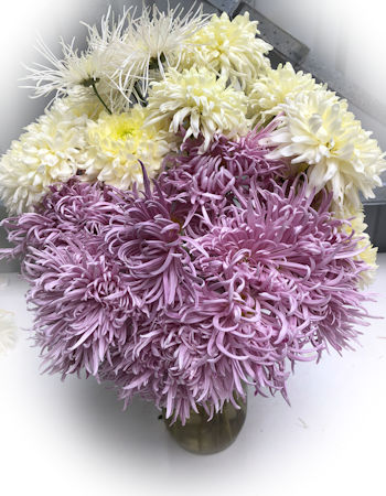 Spuds Purple, Bridesveil