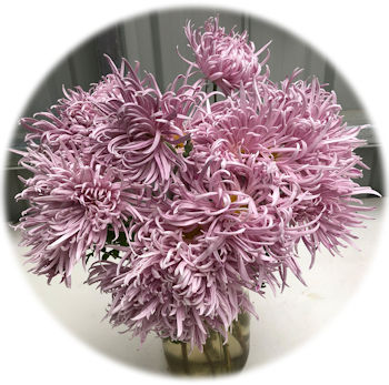 Spuds Purple