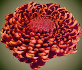 CRIMSON PURPLE GLOW